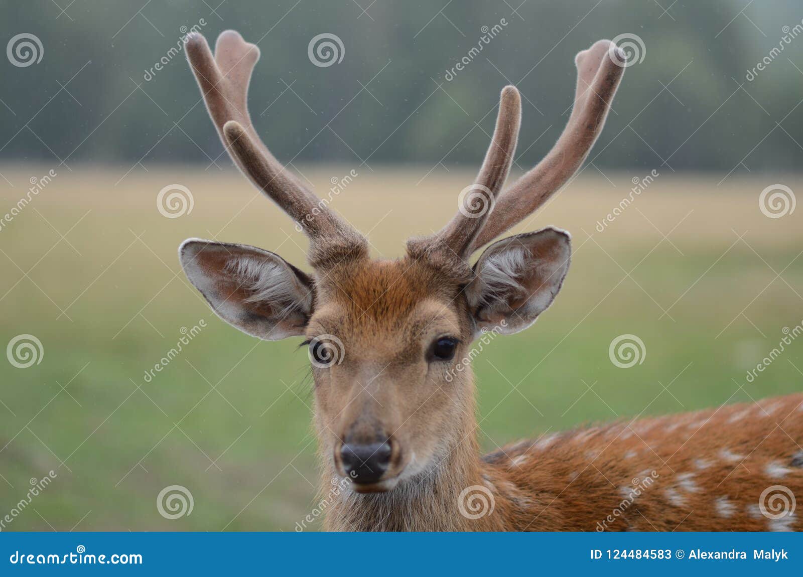 Maral (red Deer) in the Reserve. a Group of Deer on an Animal Farm ...