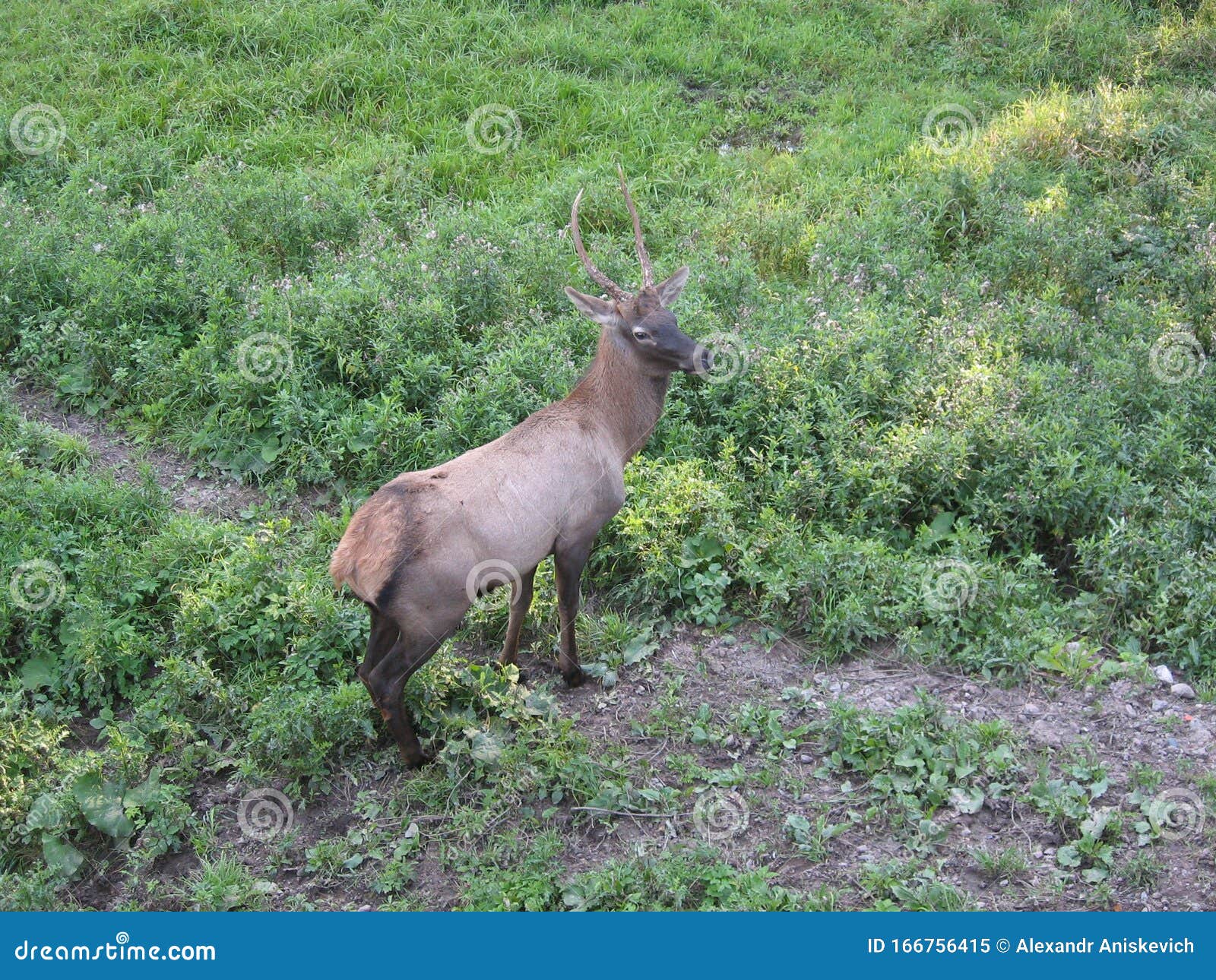 Maral Stands on the Ground with Young Grass Stock Image - Image of ...
