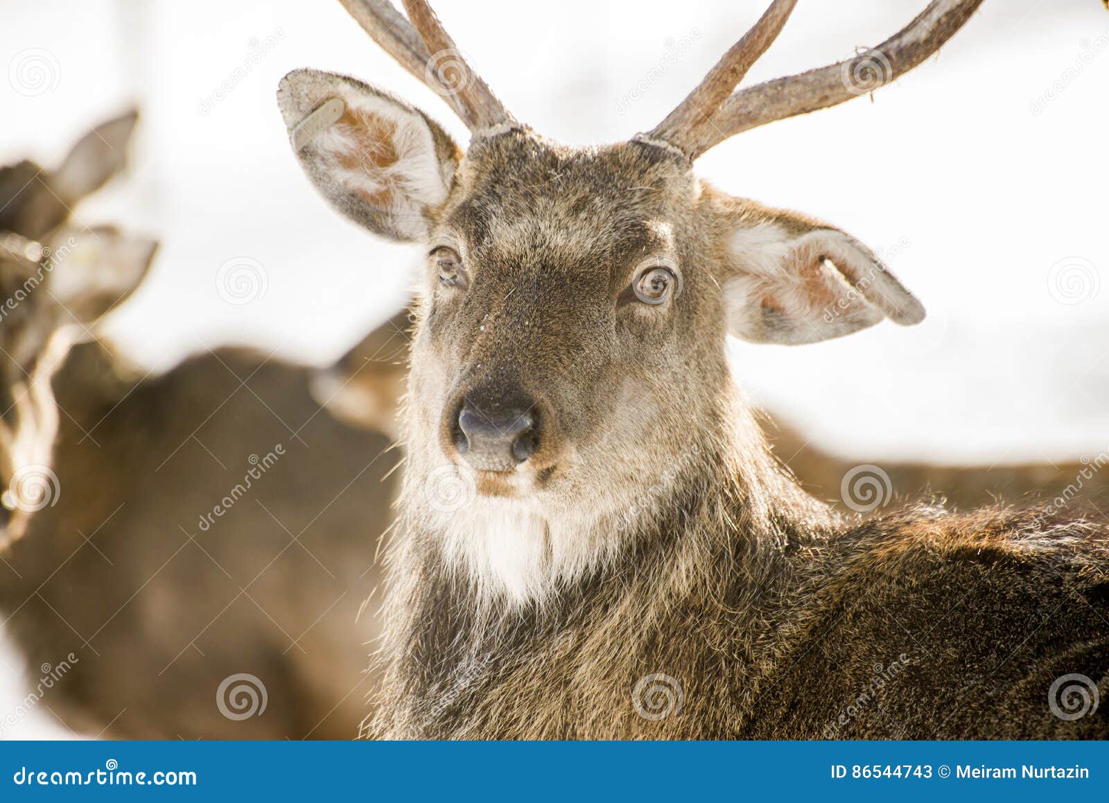 Marals in Kazakhstan stock image. Image of birds, deer - 86544743