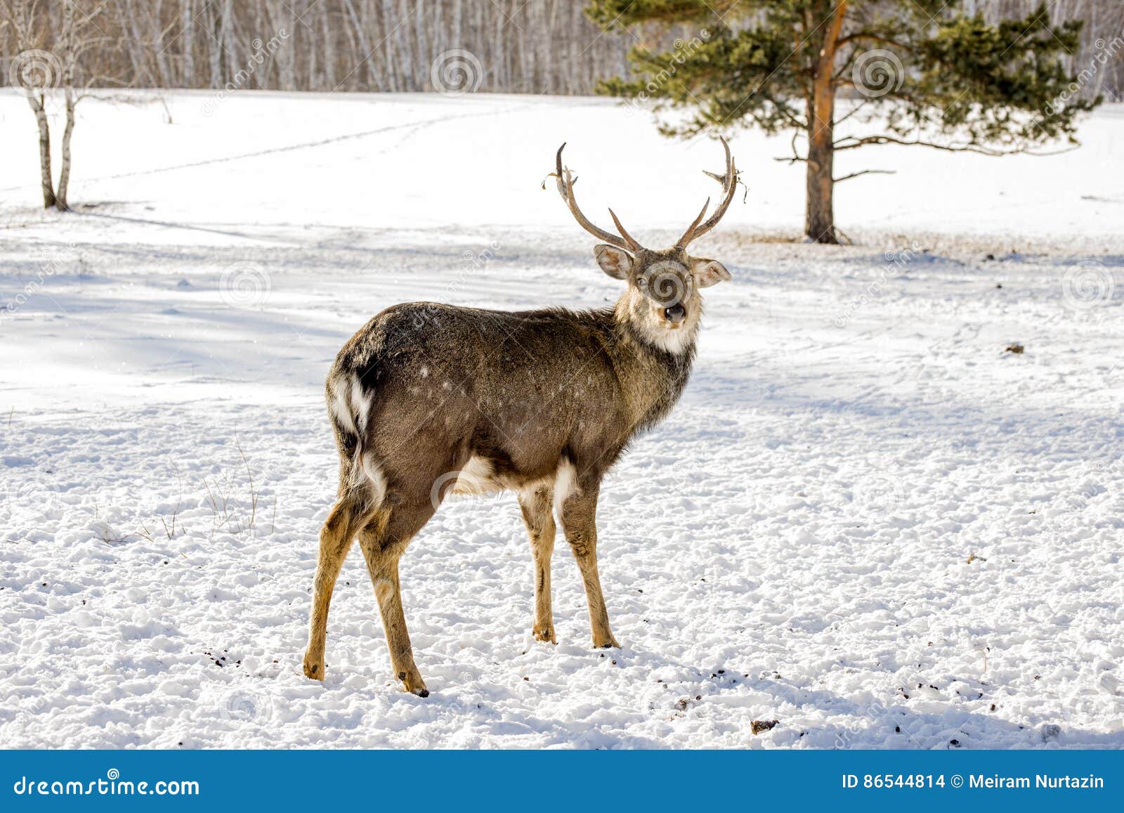 Marals in Kazakhstan stock photo. Image of expedition - 86544814