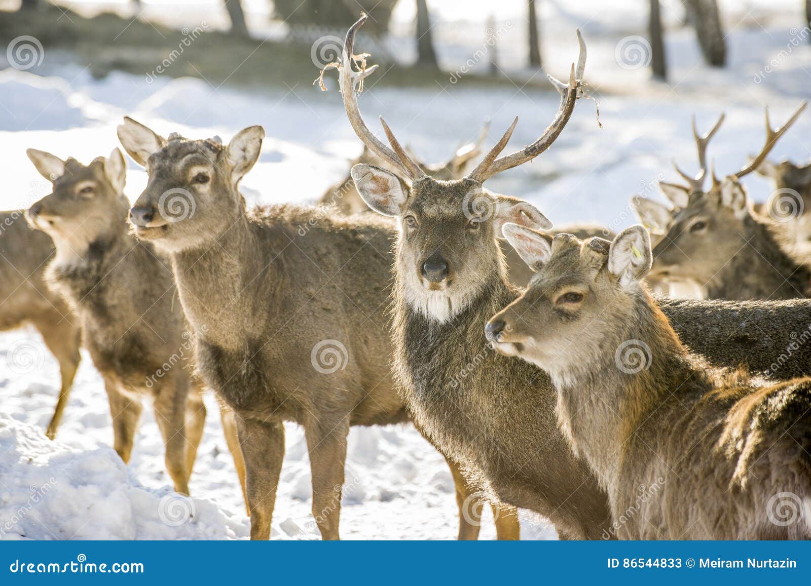 Marals in Kazakhstan stock image. Image of escape, eating - 86544833