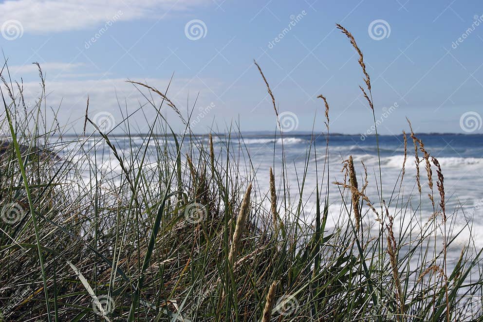 Maram Grass stock photo. Image of coastal, scotland, grass - 190400