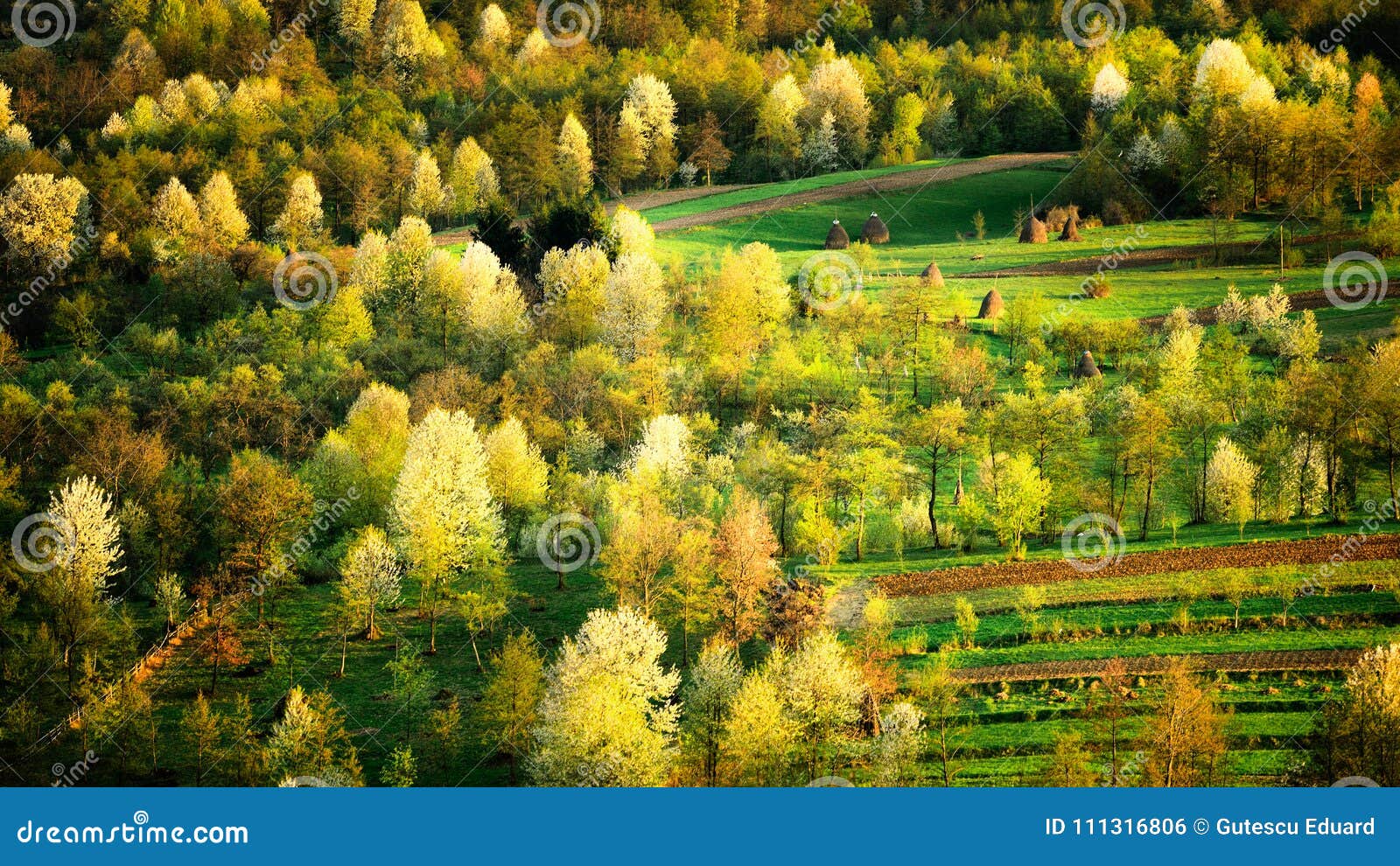 Maramures County Landscape in Spring Time with Blooming Trees, Romania ...