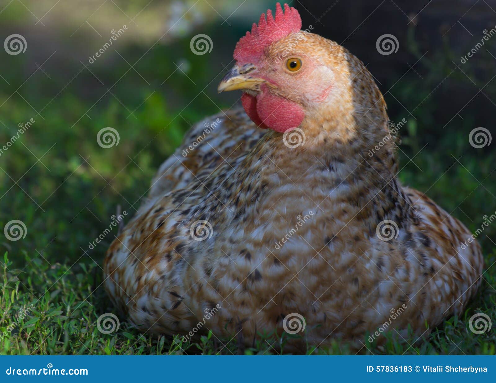 Maran hen in the grass stock image. Image of animal, closeup - 57836183