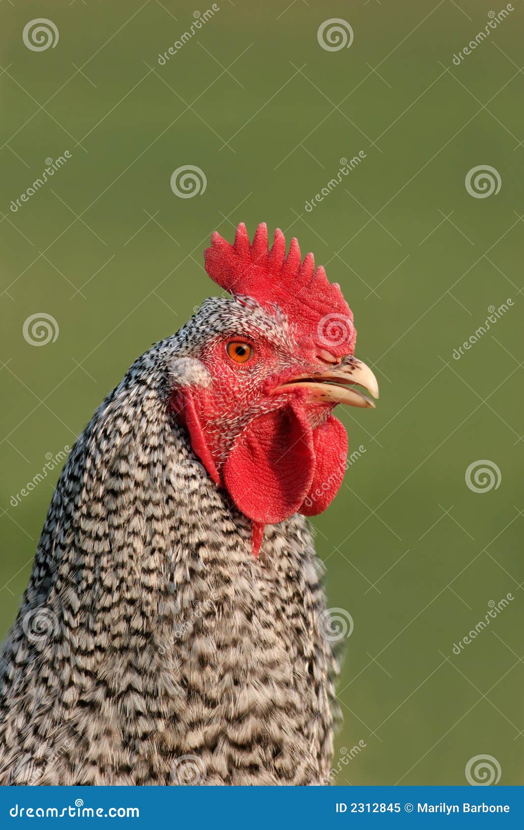 Maran-junger Hahn Bild. Bild: 2312845