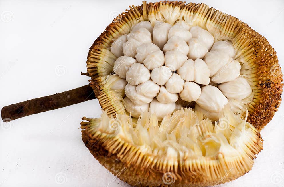 Marang fruit stock photo. Image of ingredient, cockle - 33099352