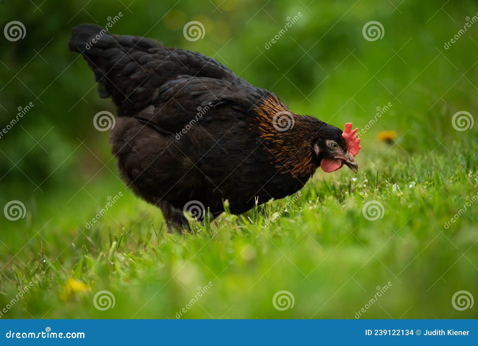 Marans Hen Isolated on White Hen in Nature Background Stock Photo ...