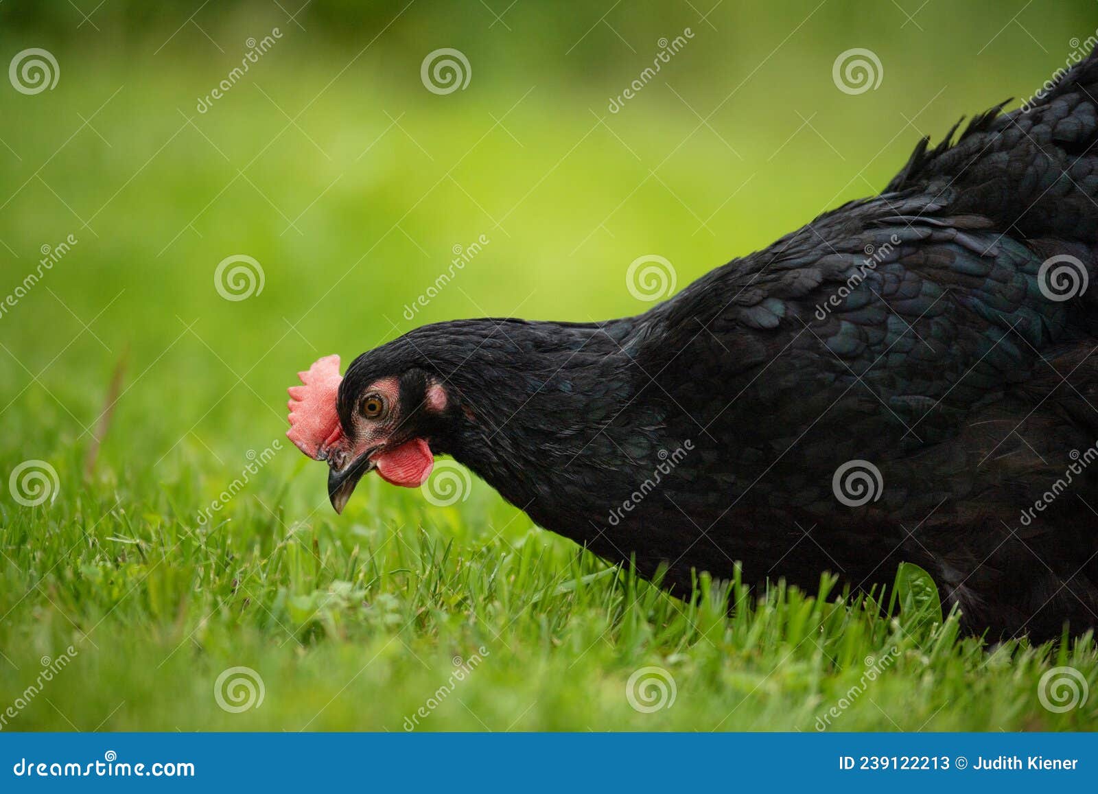 Marans Hen Isolated on White Hen in Nature Background Stock Image ...