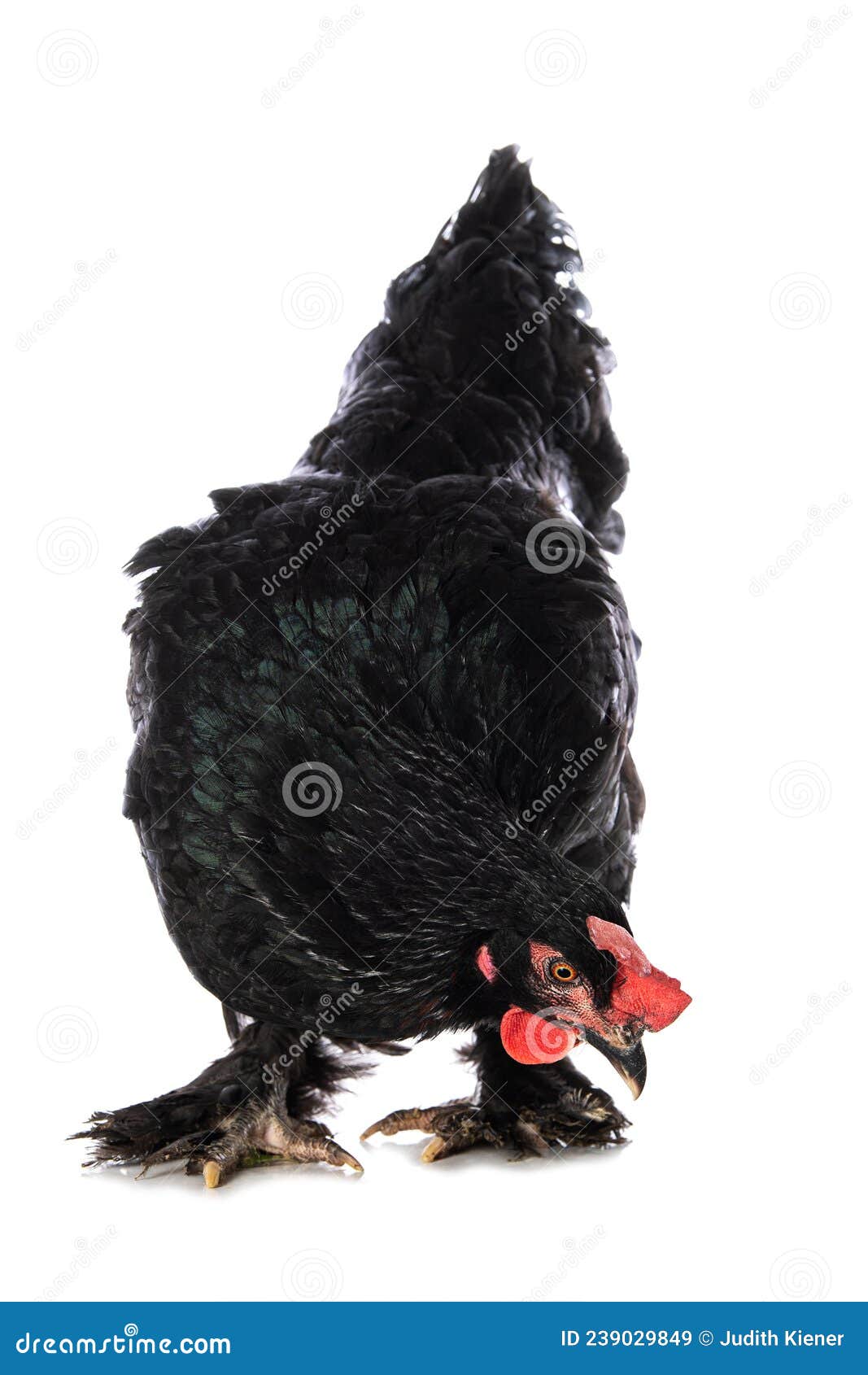 Marans Hen Isolated on White Stock Image - Image of alive, background ...