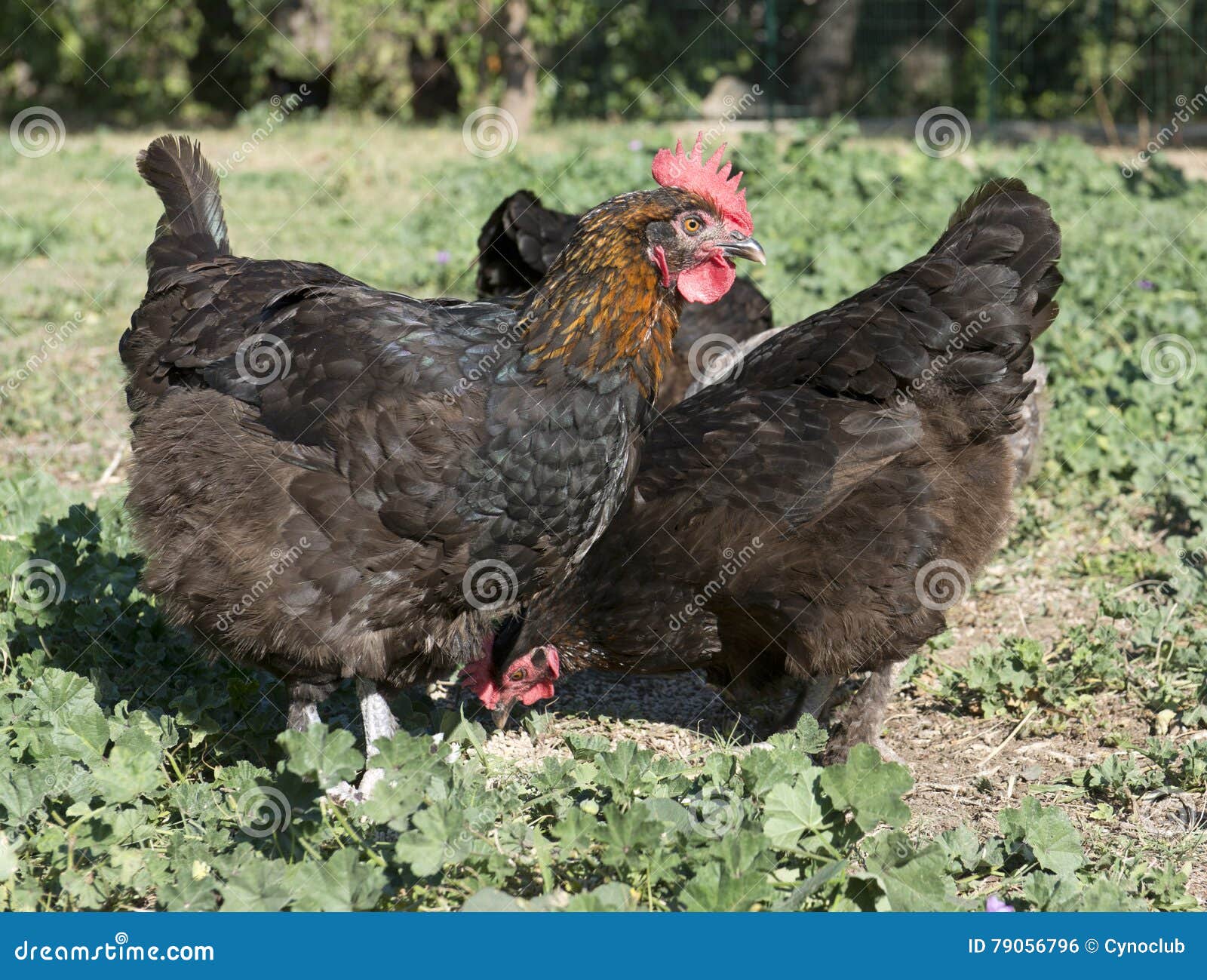 Marans-Huhn im Garten stockfoto. Bild von vogel, landwirtschaft - 79056796