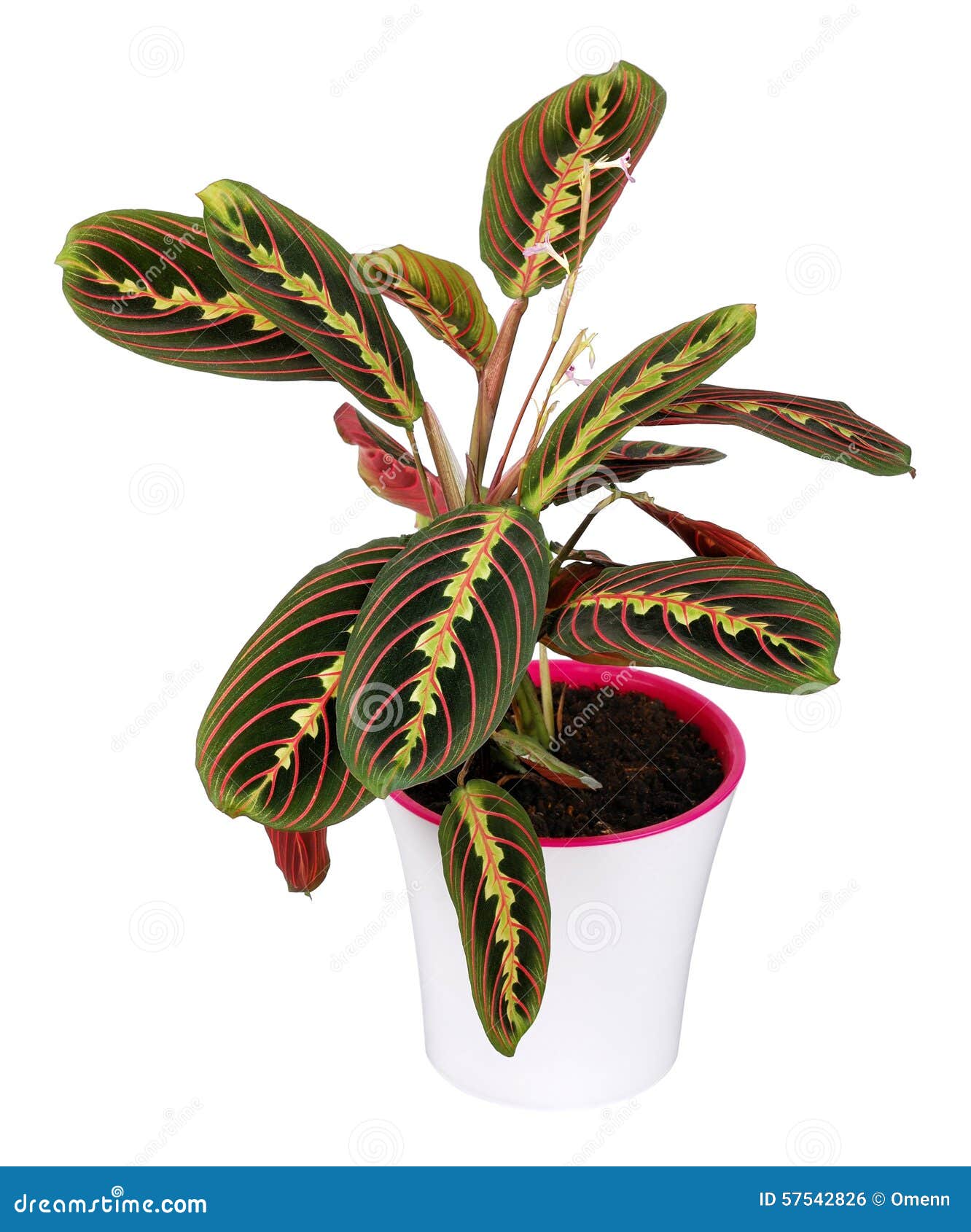 Maranta flower stock photo. Image of natural, grow, fresh - 57542826