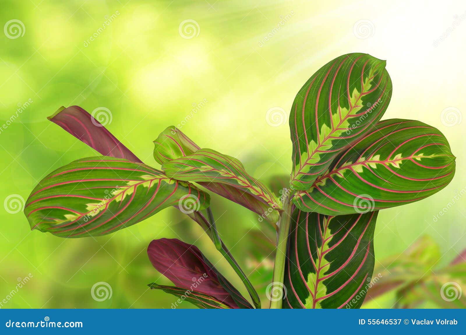 Maranta Tricolor On White Background Stock Photography | CartoonDealer ...