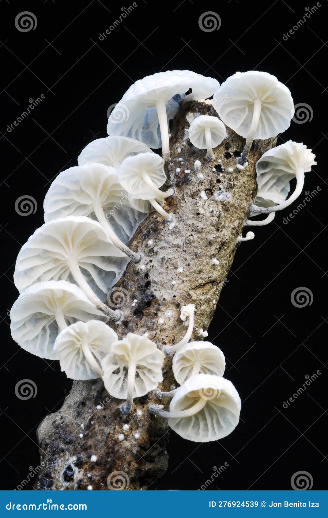 Marasmiellus Candidus on a Dry Branch on a Black Background Stock Image ...