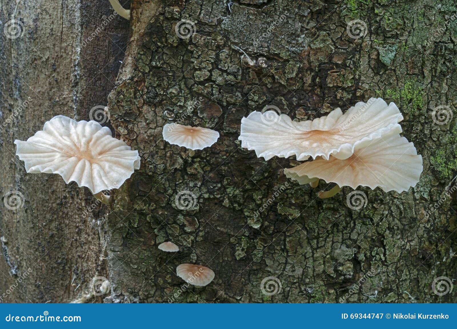 Marasmiellus Candidus Mushrooms Stock Image - Image of marasmiellus ...
