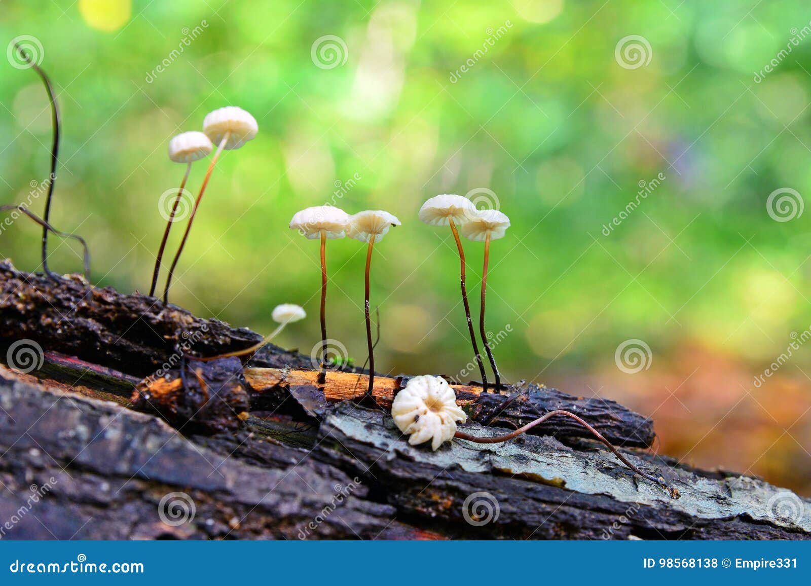 Marasmius Epiphyllus Mushroom Stock Photo - Image of inedible, gills ...