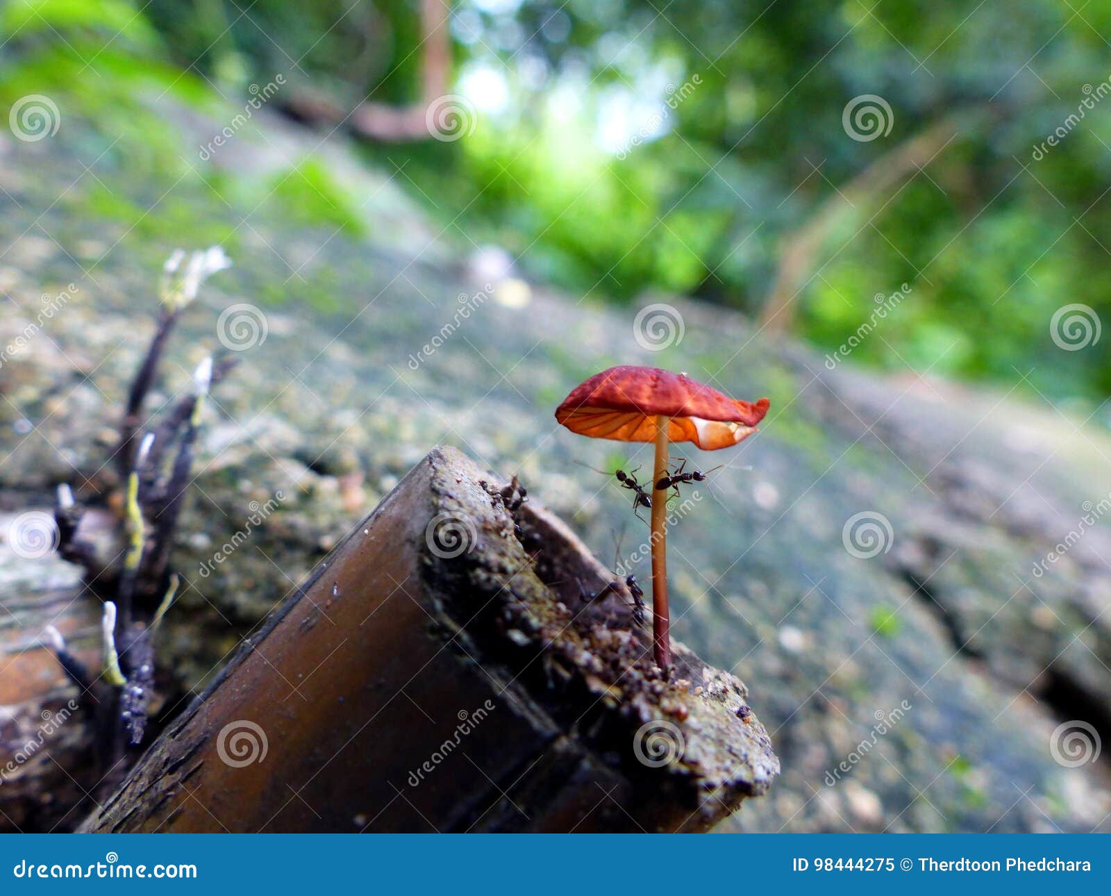 Marasmius stock image. Image of marasmius, beautiful - 98444275