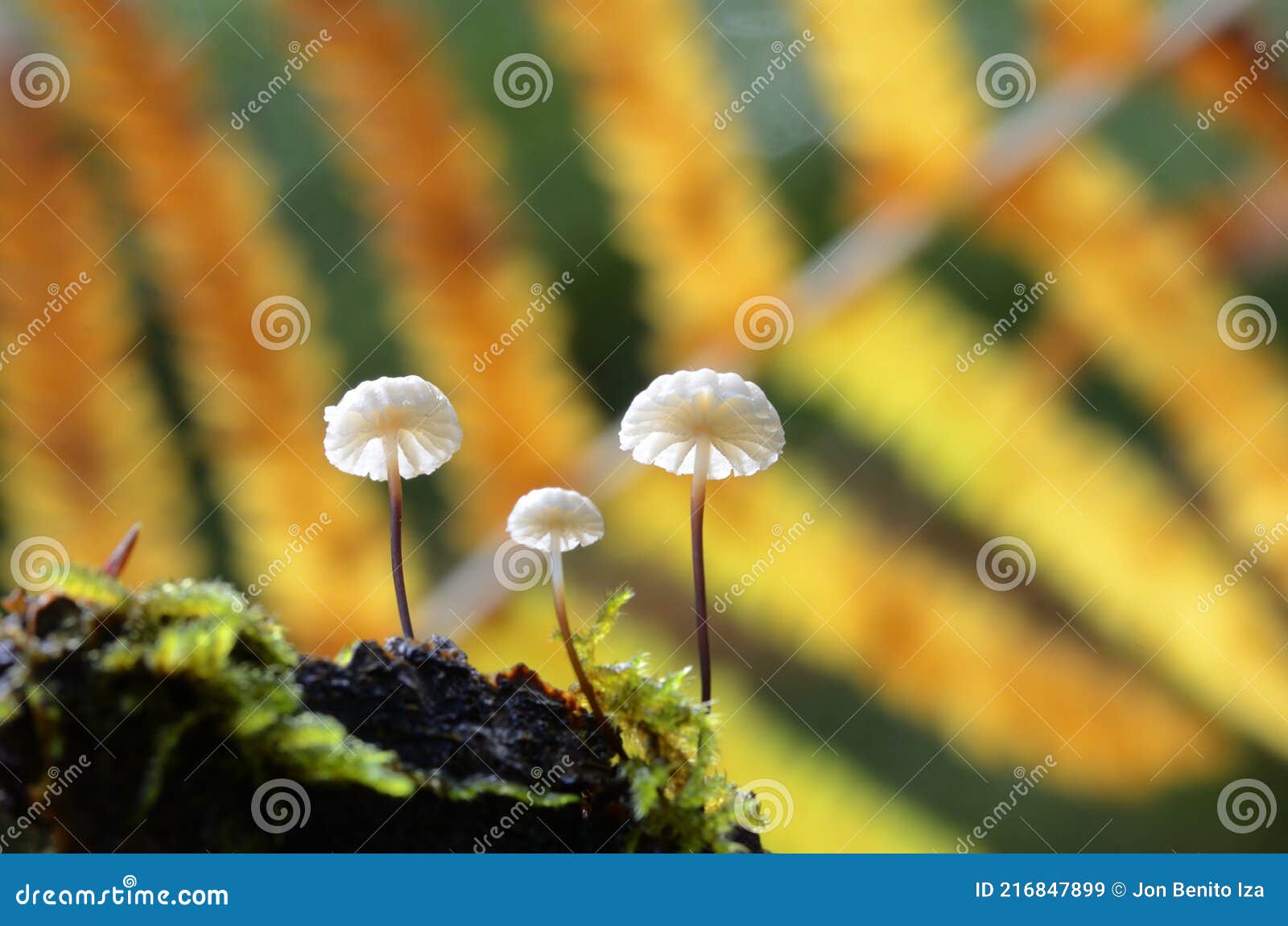 Marasmius Sp, a Delicate Fungus that Grows in Forests Stock Image ...