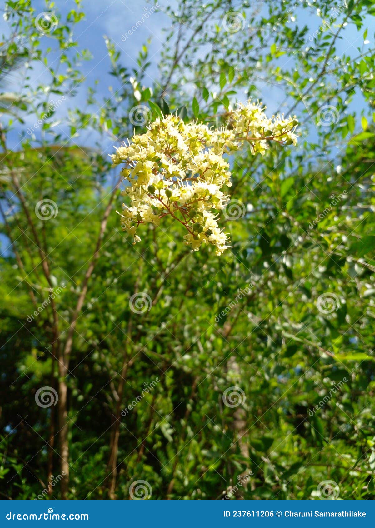 Marathondi Flower Lowsonia Inermis Stock Photo - Image of inermis ...
