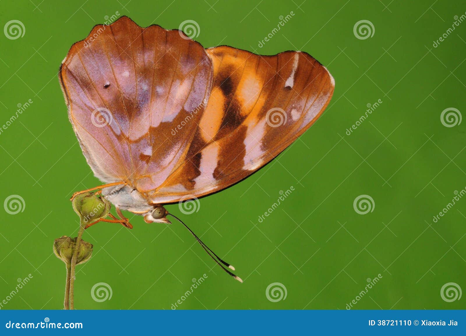 Marathus De Herona De La MARIPOSA Foto de archivo - Imagen de mariposas ...