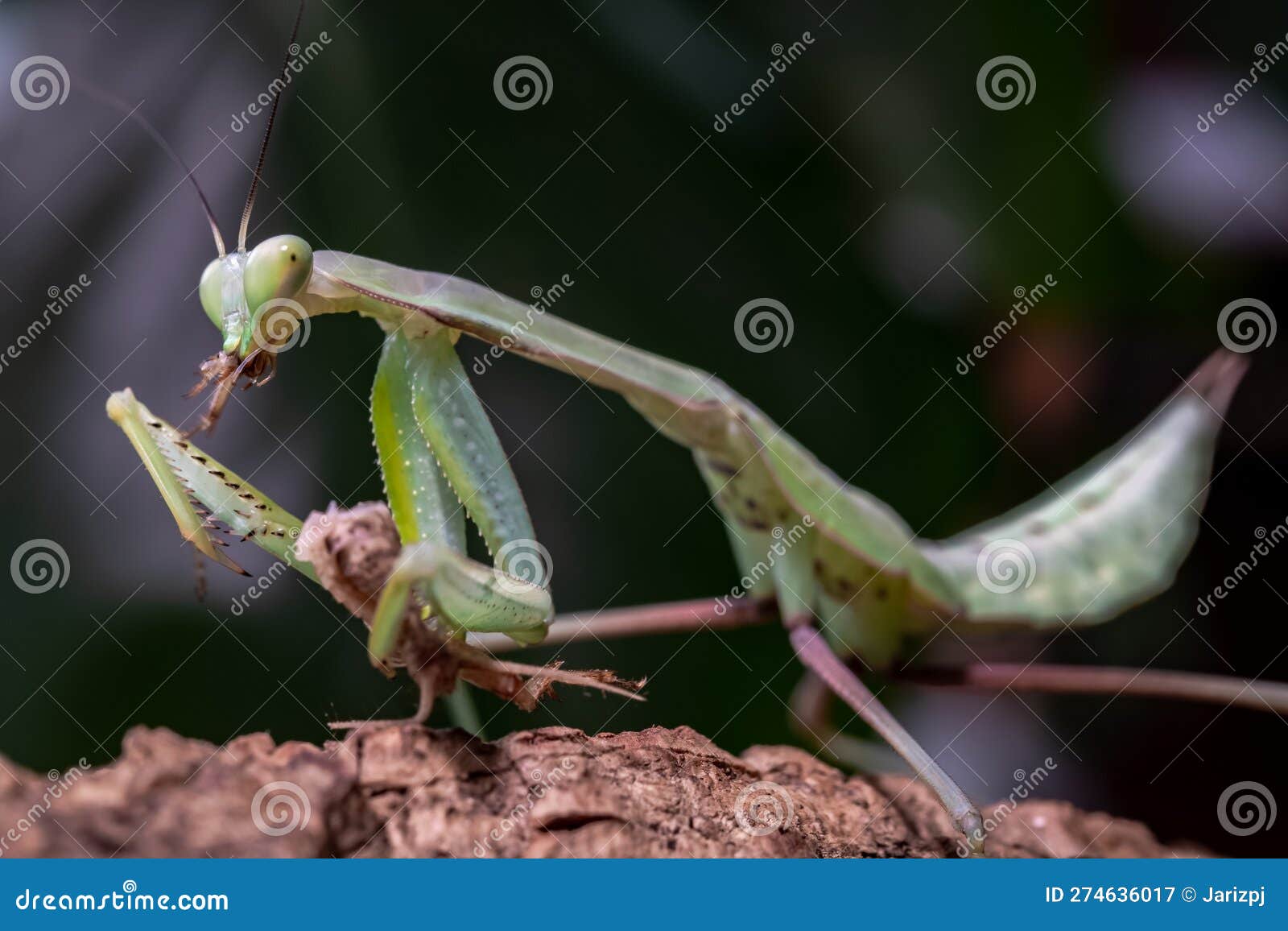 Marbica Polyspilot Mantis. Mantis Sitting in a Terrarium. Stock Image ...