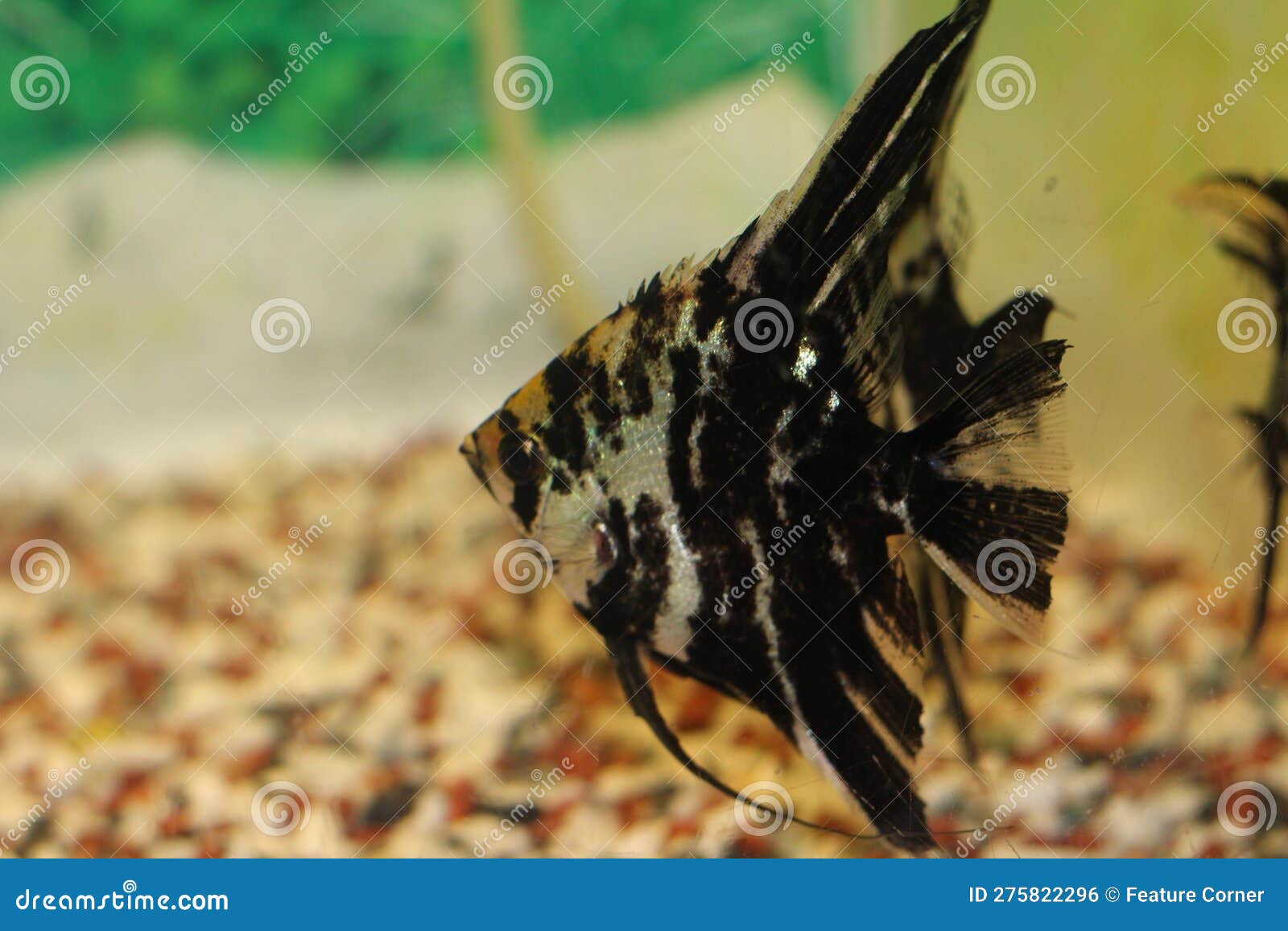 Marble Angelfish on Green Diffuse Background, in Aquarium Stock Photo ...