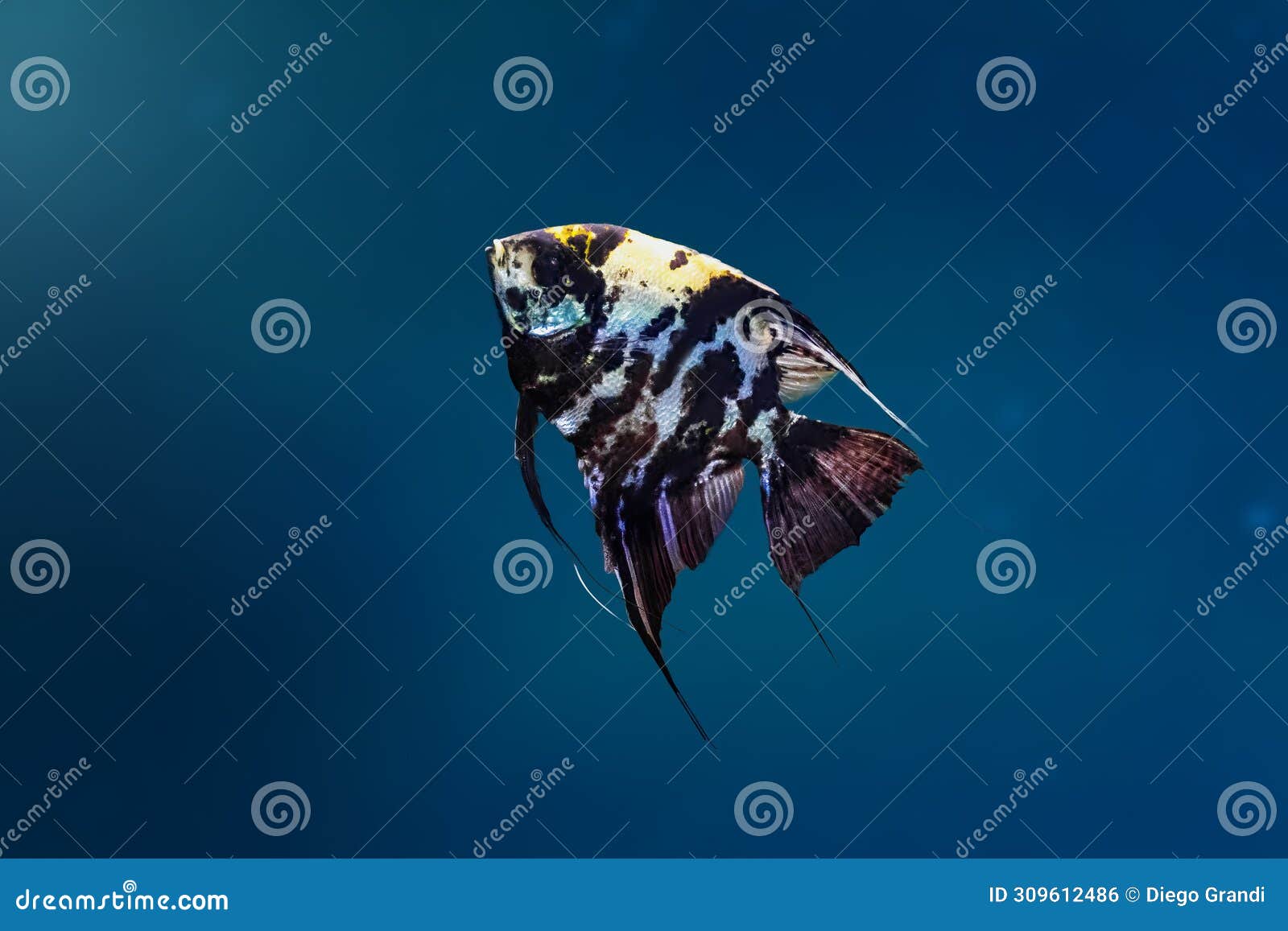 Marble Angelfish - Freshwater Fish Stock Photo - Image of ...