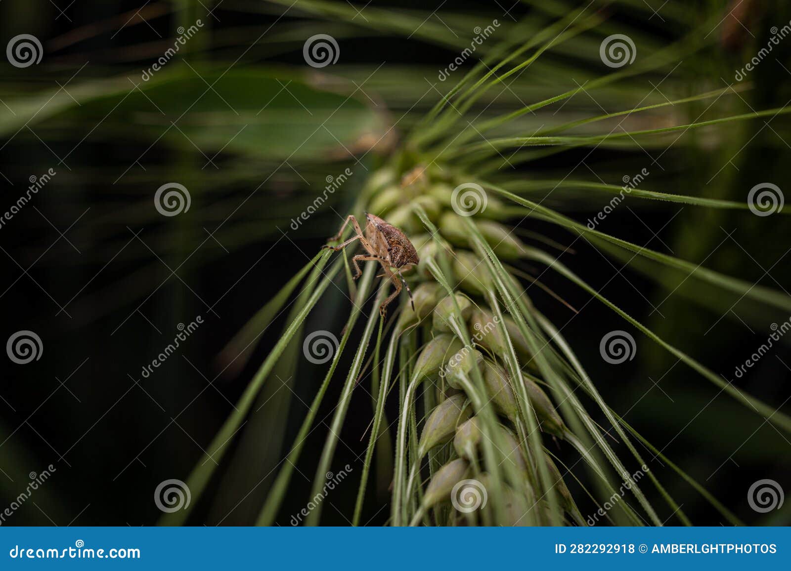 Marble Bug on a Spikelet of Wheat Stock Photo - Image of stems, cereals ...