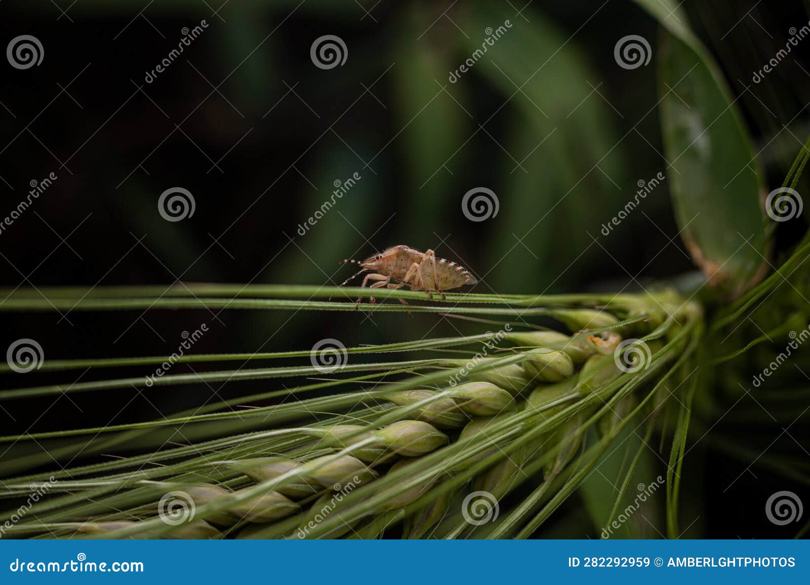 Marble Bug on a Spikelet of Wheat Stock Image - Image of insecticide ...