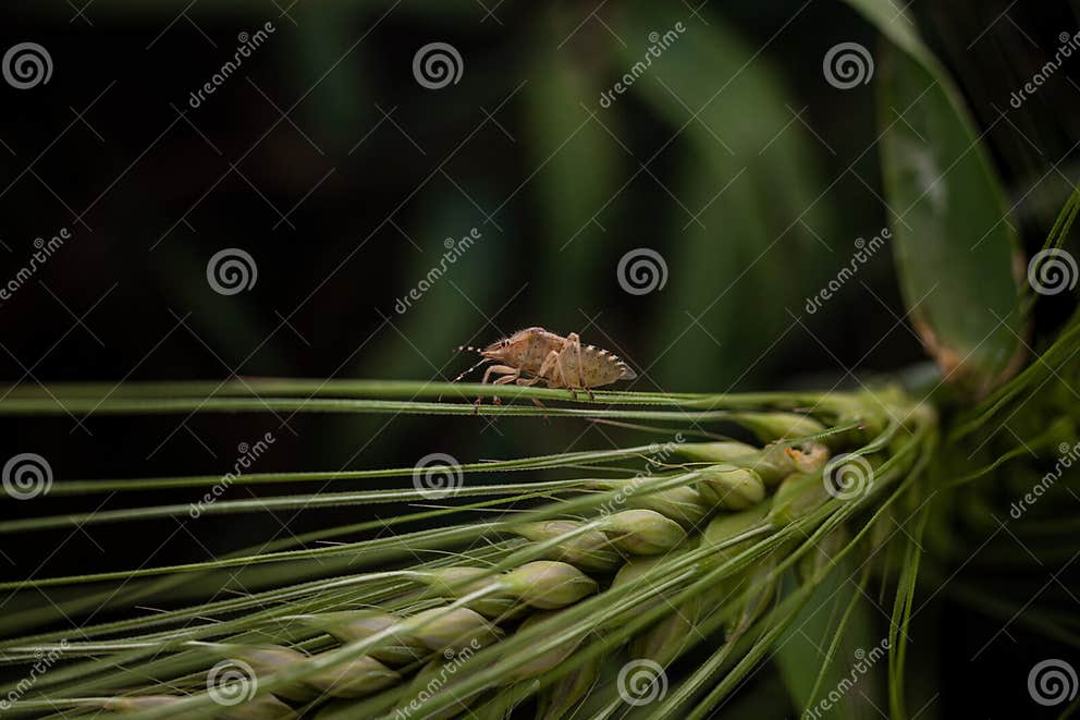 Marble Bug on a Spikelet of Wheat Stock Image - Image of insecticide ...