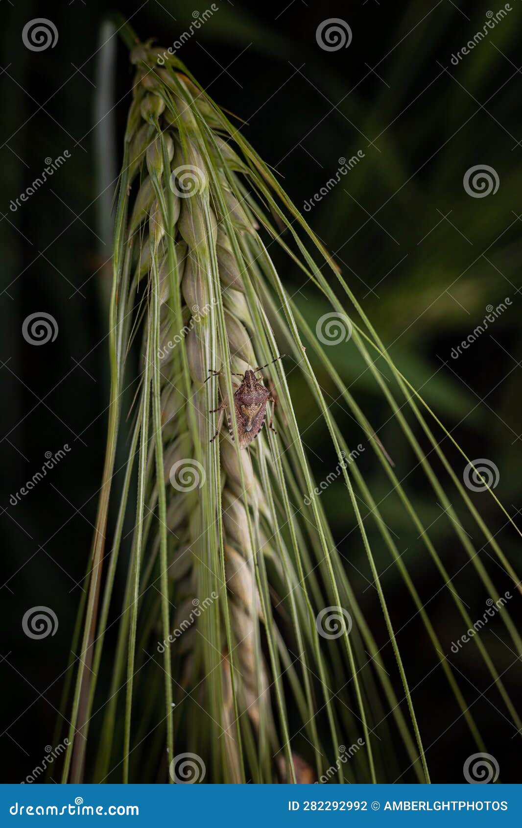 Marble Bug on a Spikelet of Wheat Stock Photo - Image of insecticide ...