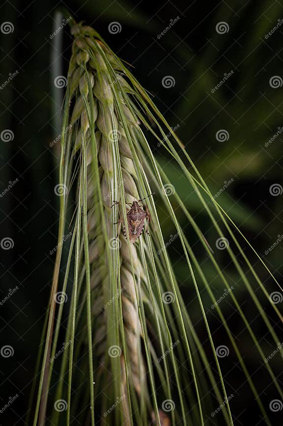 Marble Bug on a Spikelet of Wheat Stock Photo - Image of insecticide ...