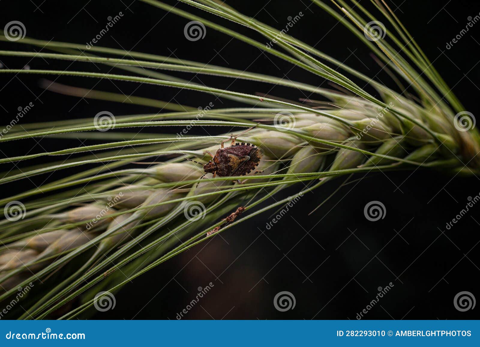 Marble Bug on a Spikelet of Wheat Stock Photo - Image of product ...