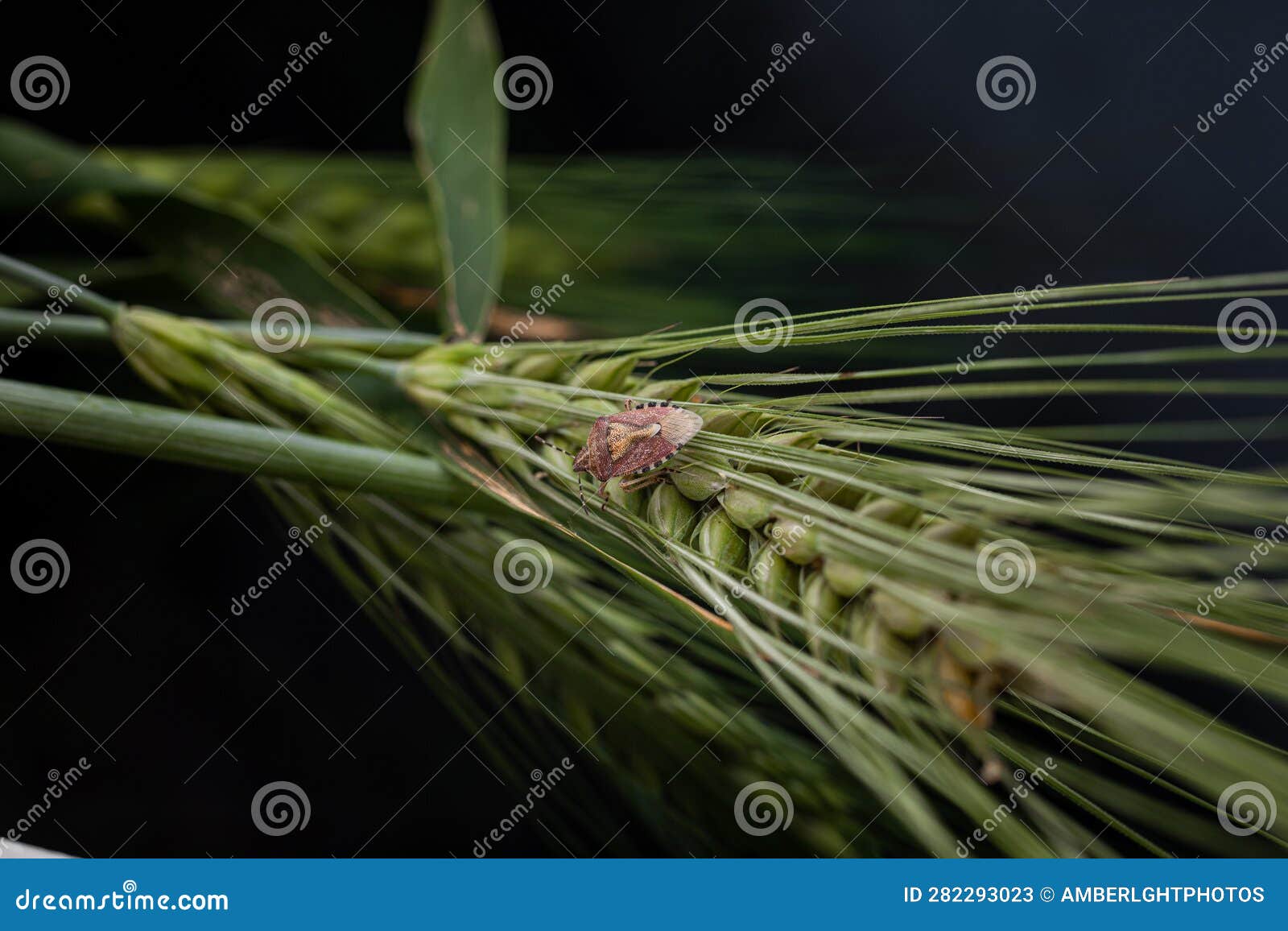 Marble Bug on a Spikelet of Wheat Stock Image - Image of feed, spoil ...