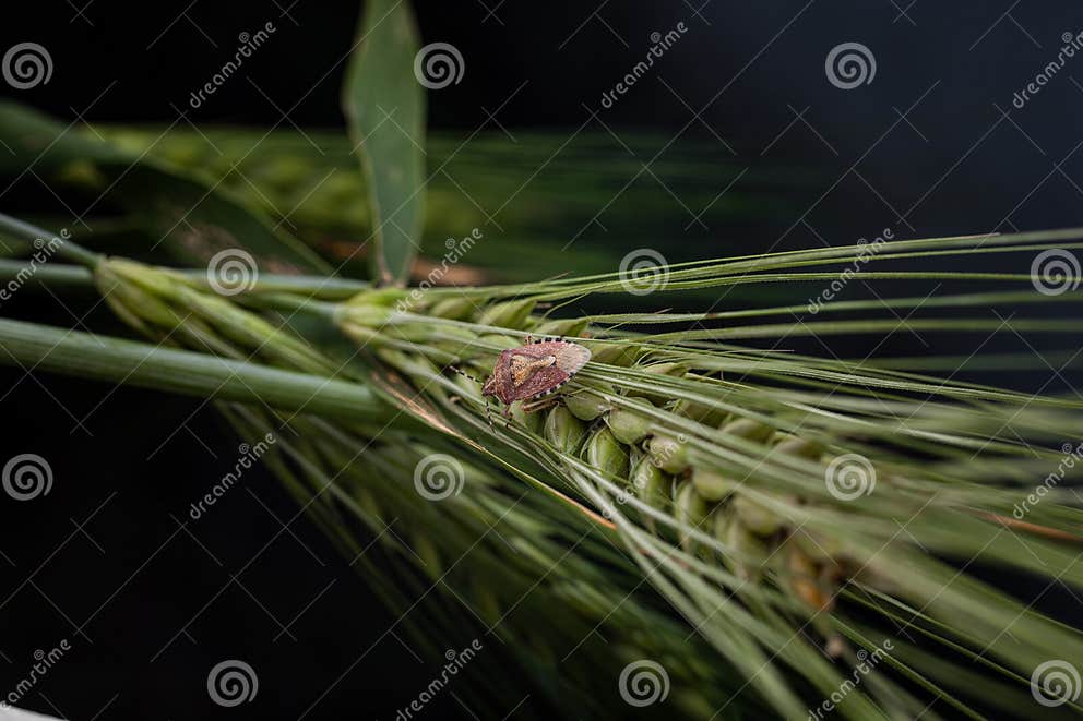 Marble Bug on a Spikelet of Wheat Stock Image - Image of feed, spoil ...