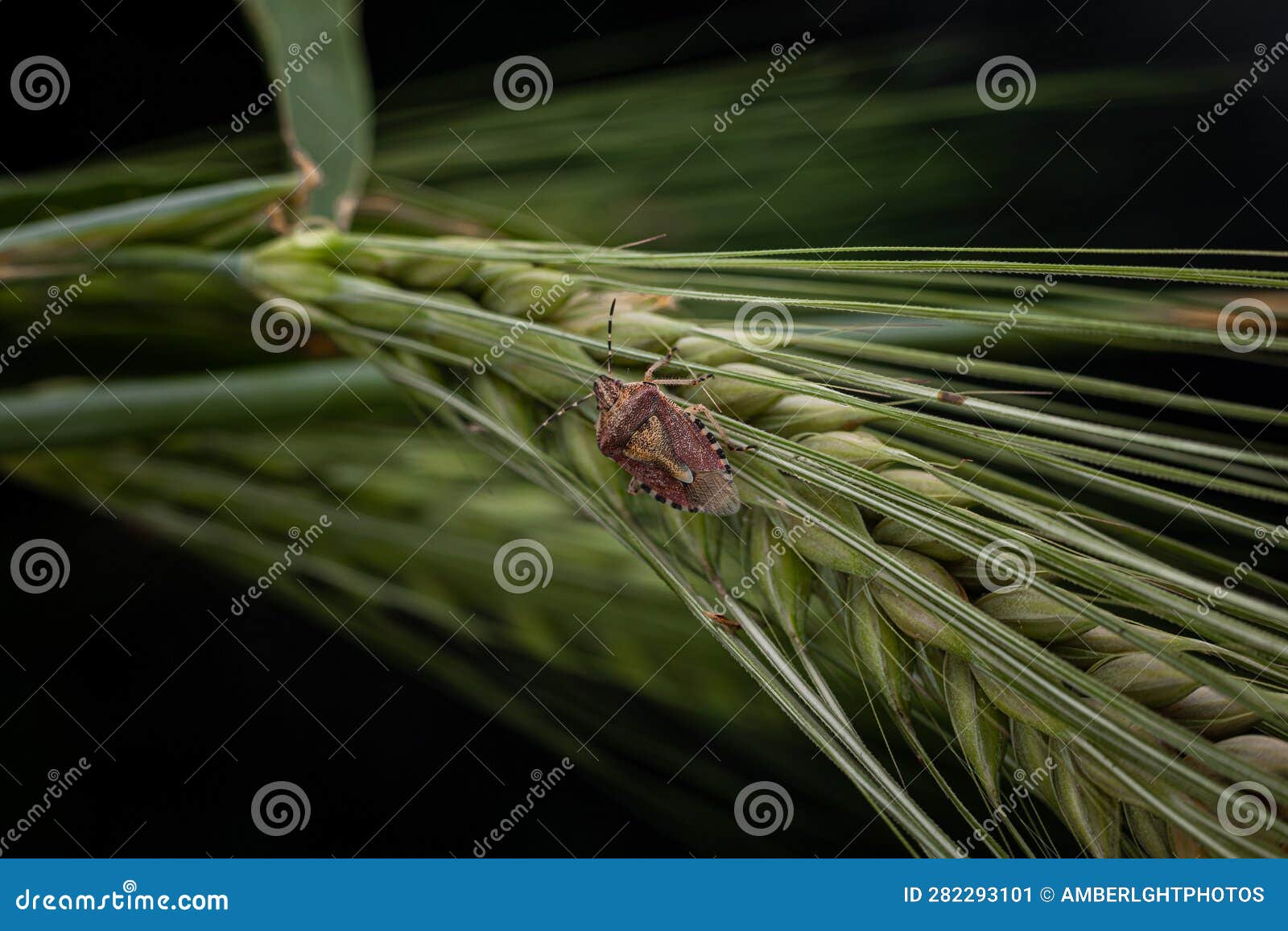 Marble Bug on a Spikelet of Wheat Stock Image - Image of animals, plant ...