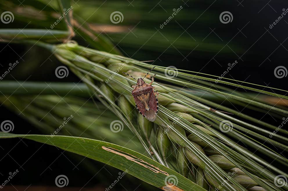 Marble Bug on a Spikelet of Wheat Stock Photo - Image of destroy, stems ...