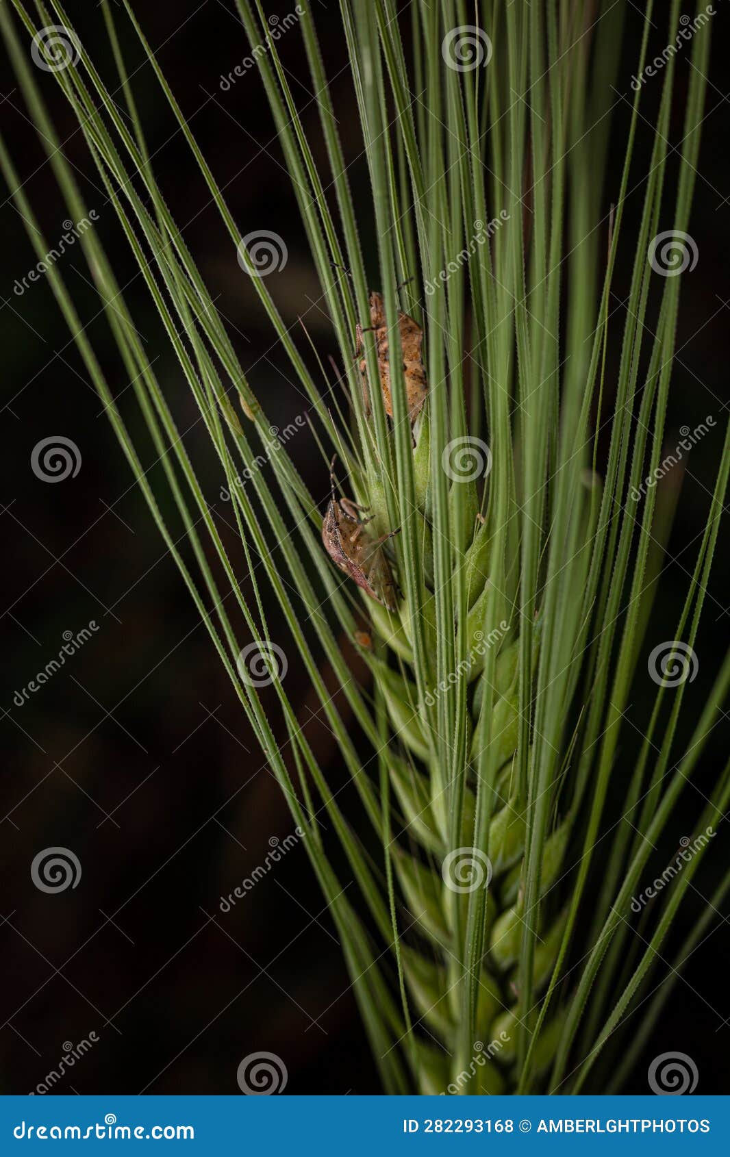 Marble Bug on a Spikelet of Wheat Stock Photo - Image of marble, food ...