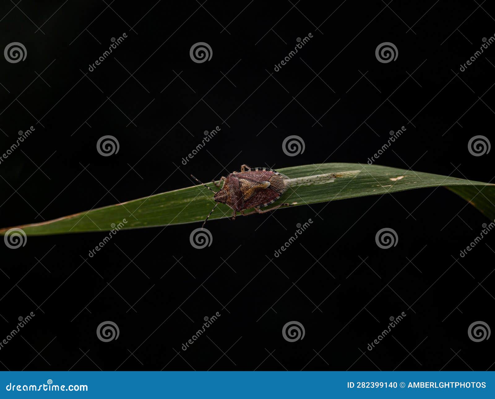 Marble Bug on a Spikelet of Wheat Stock Photo - Image of wheat ...