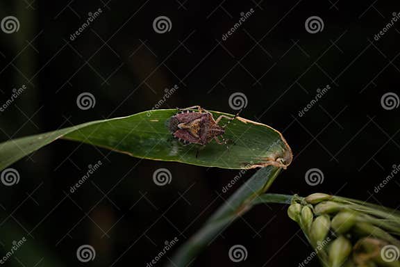 Marble Bug on a Spikelet of Wheat Stock Photo - Image of stems, grain ...
