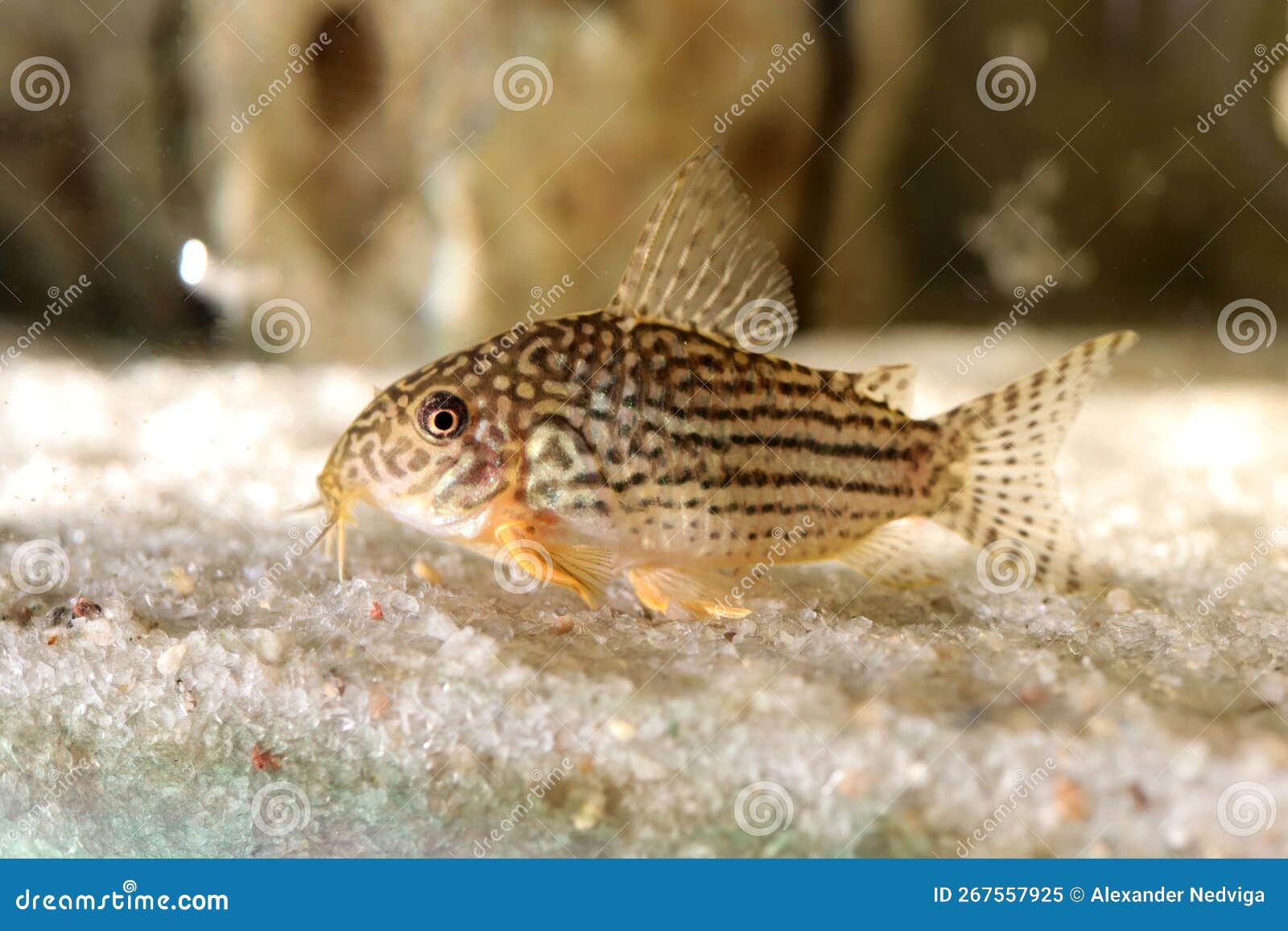 Marble Catfish Fish. Macro Closeup Background Stock Image - Image of ...