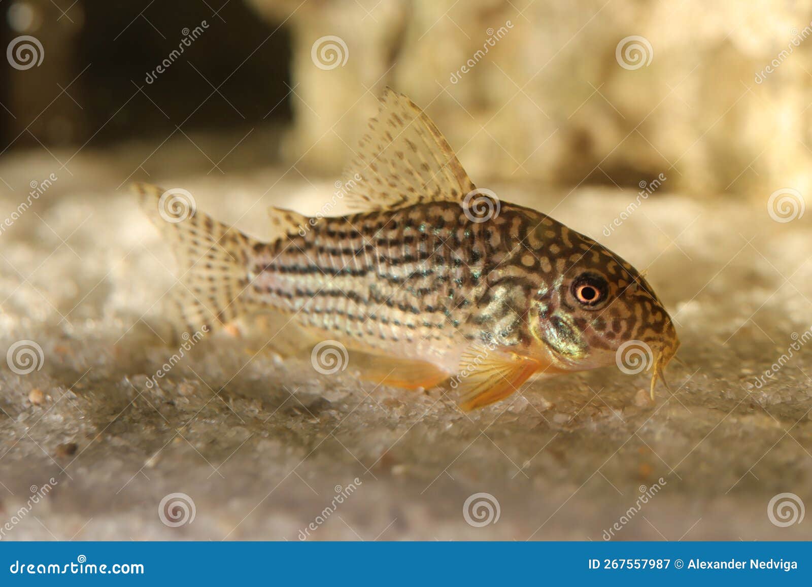 Marble Catfish Fish. Macro Closeup Background Stock Image - Image of ...