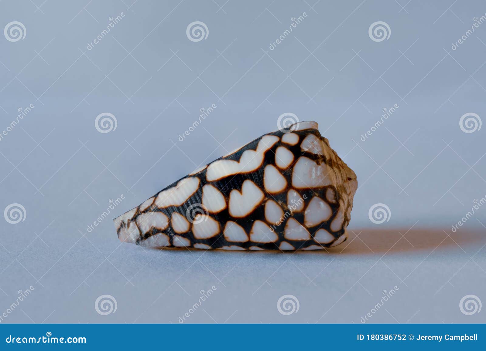 Marble Cone Shell. Conus Marmoreus Linne Stock Photo - Image of ...