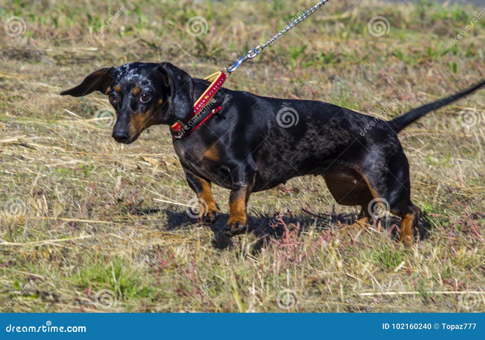 Marble Dachshund. Breed Dachshund Dog Stock Photo - Image of family ...