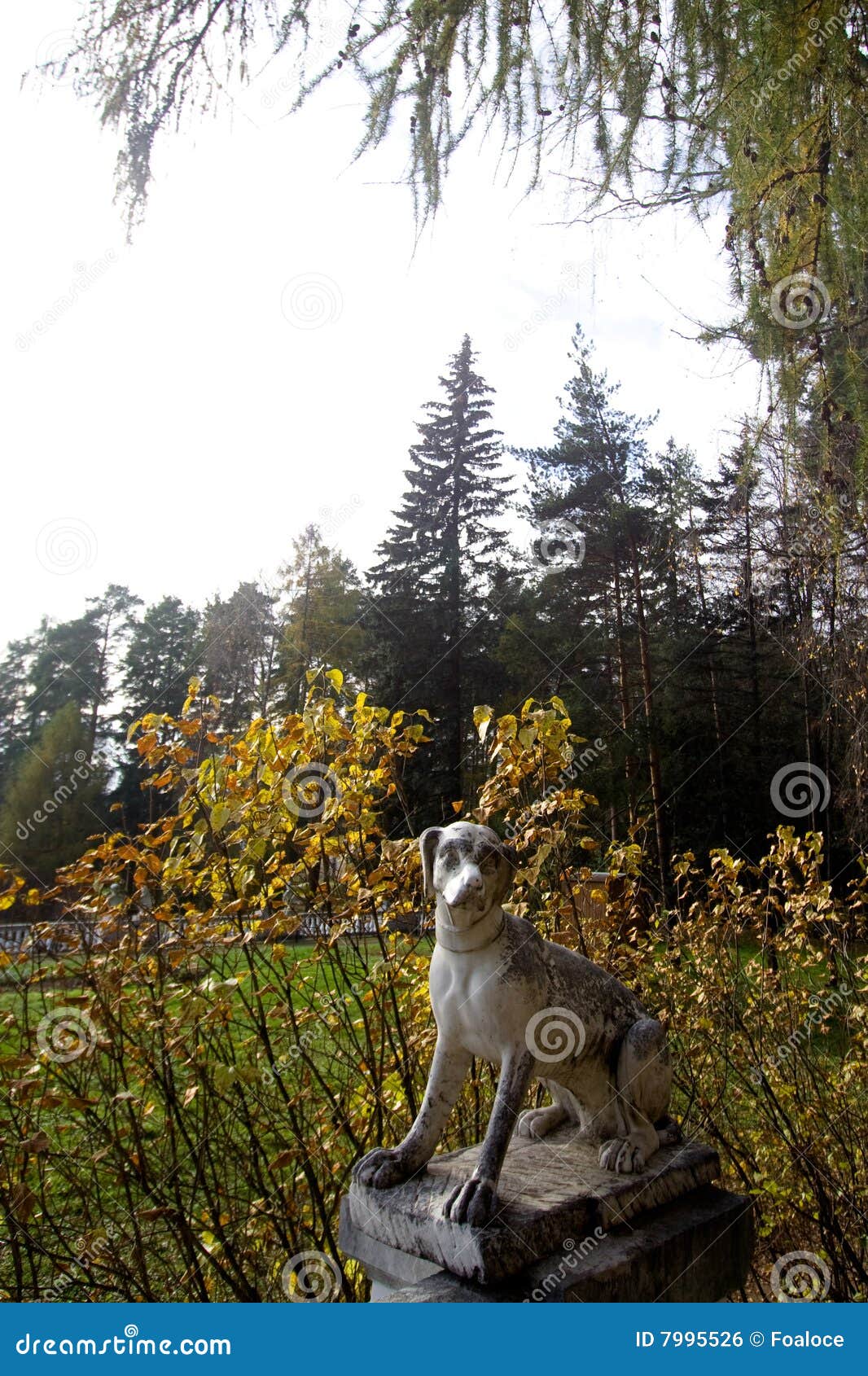 Marble dog stock photo. Image of autumn, nature, bush - 7995526