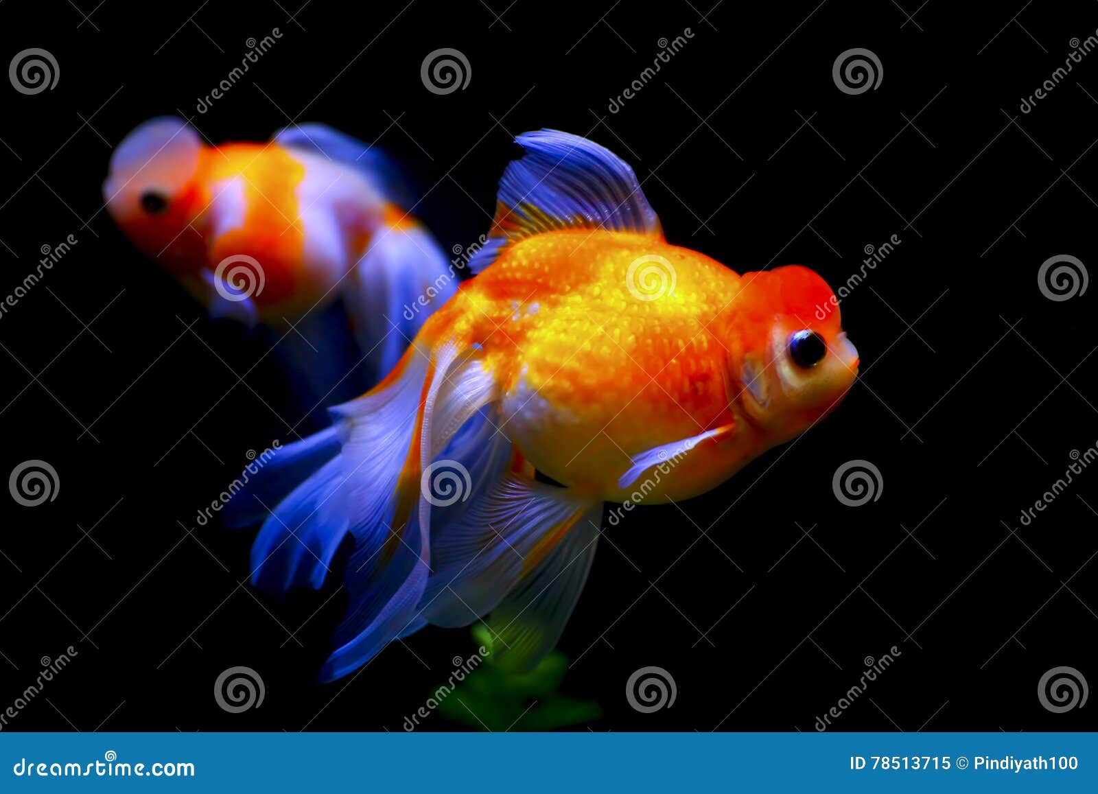 Marble phoenix egg fish stock image. Image of orange - 78513715