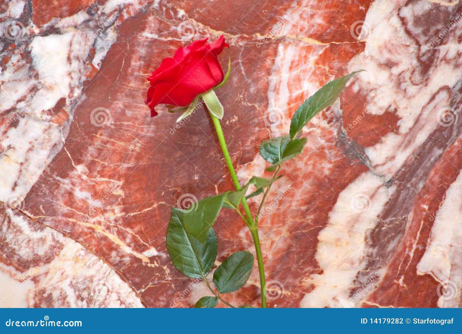 Marble and rose stock photo. Image of peace, rest, rose - 14179282
