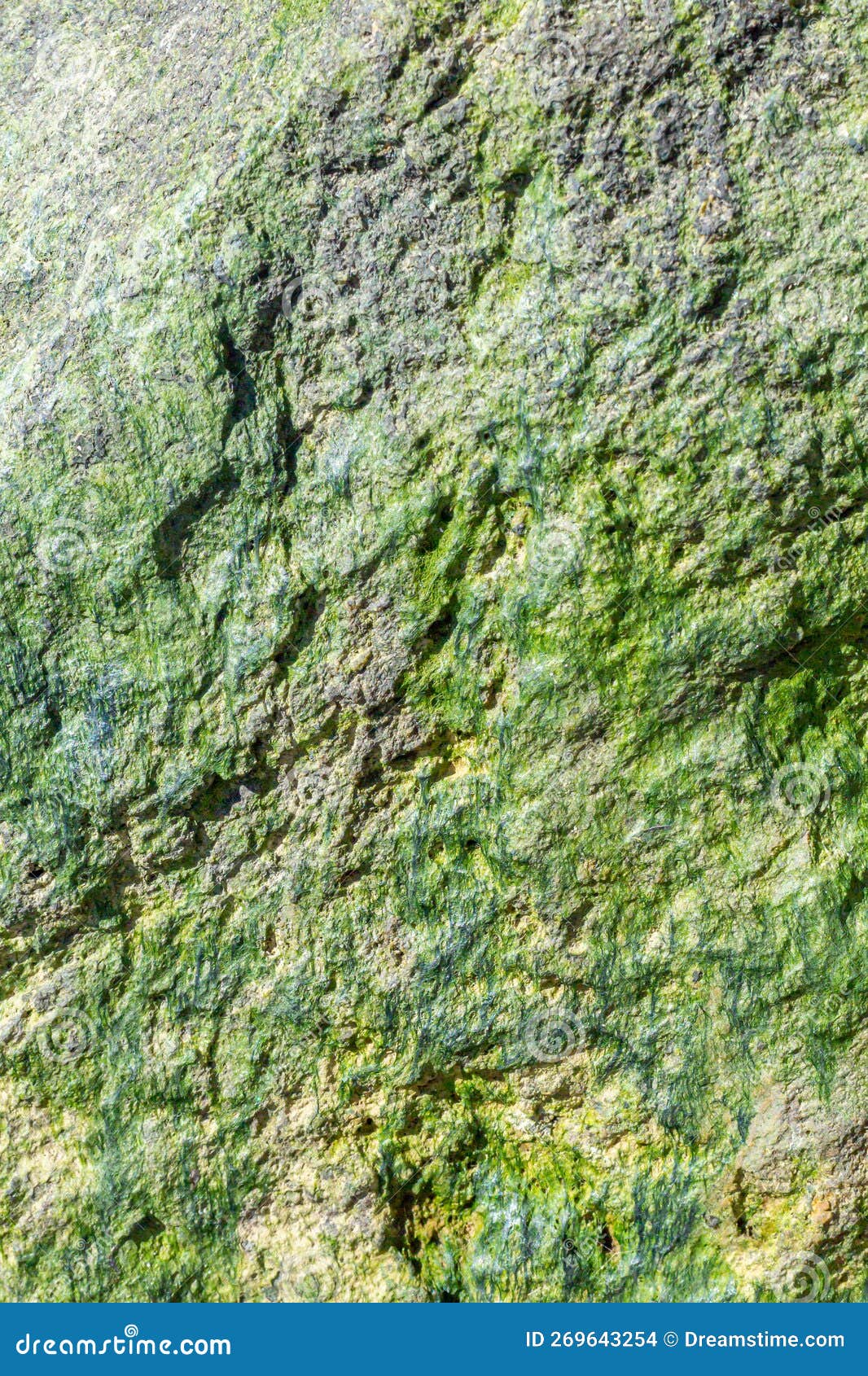 Marble Surface with Gray Tint and Algae, Background Stock Photo - Image ...