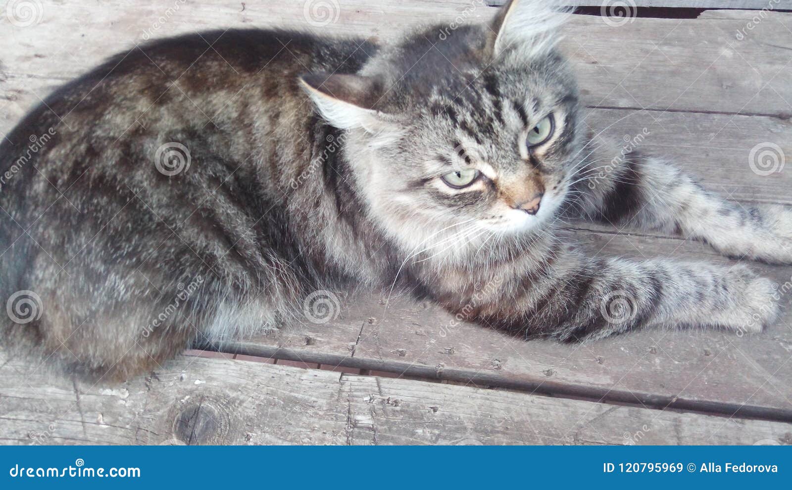 Marbled Tabby Cat