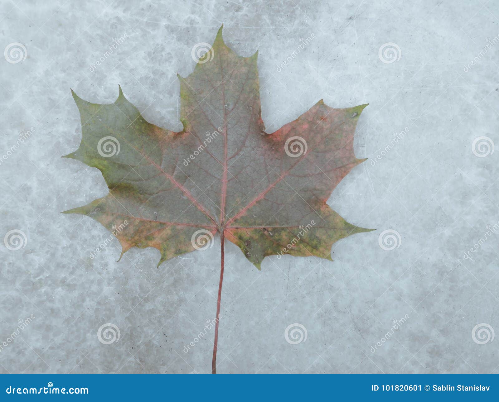 Marble Texture with Maple Leaf. Stock Image - Image of autumn, detail ...