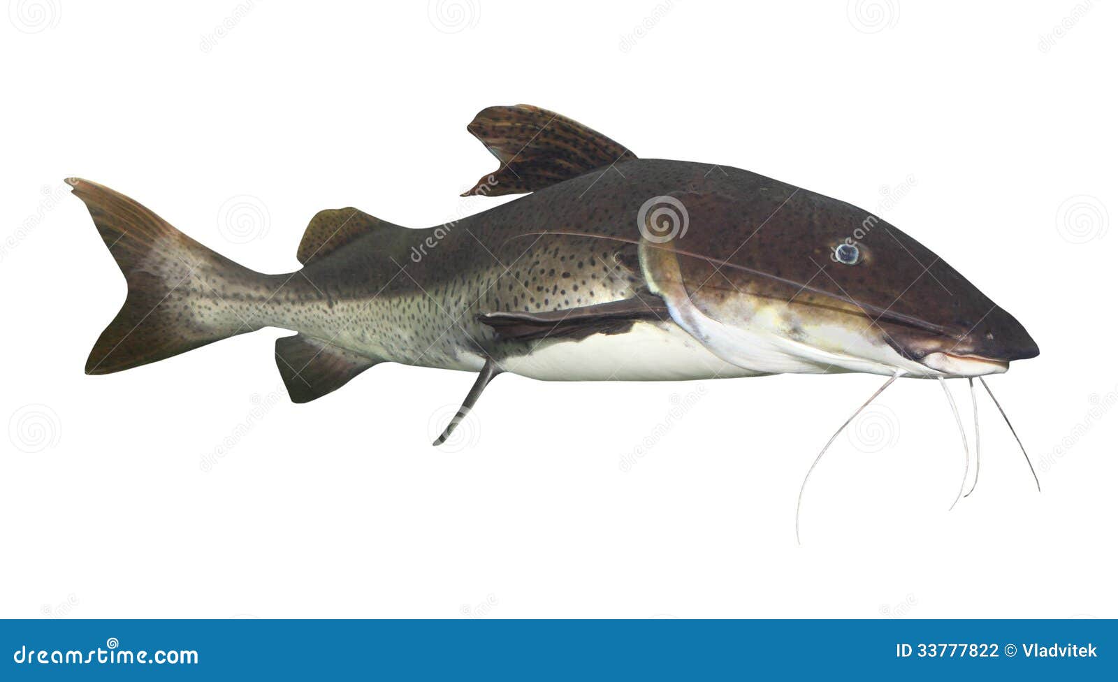 The Marbled Catfish (Sciades Marmoratus). Stock Photography - Image ...